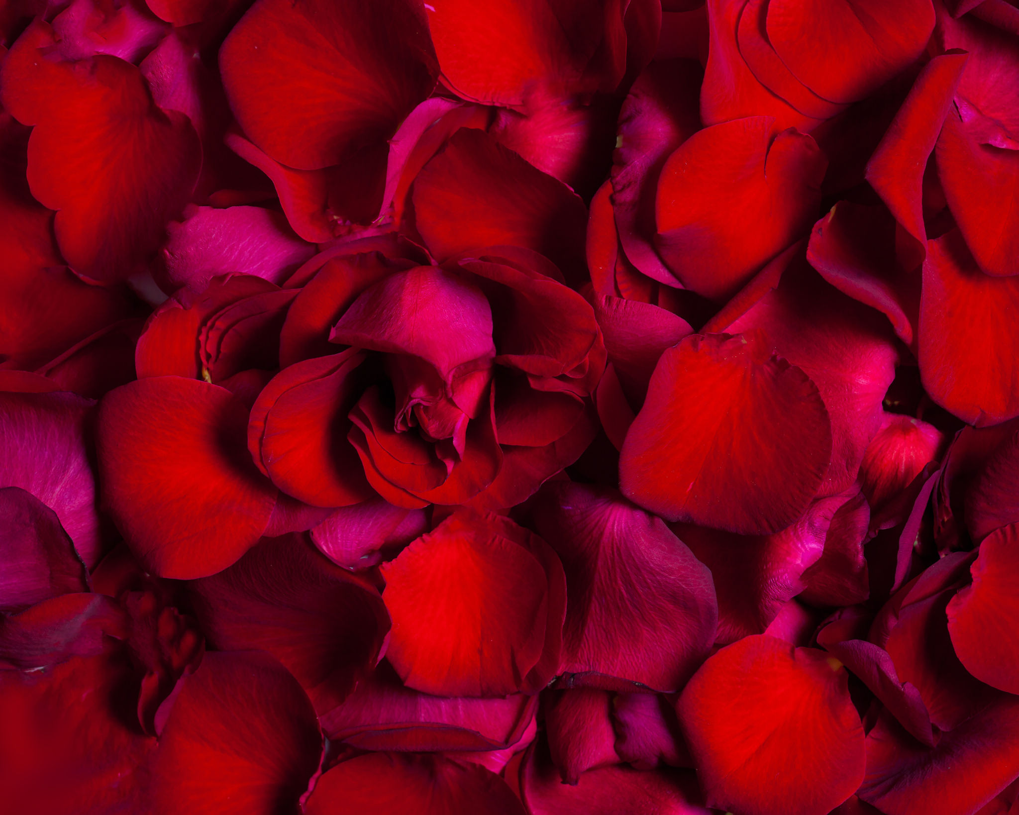 Rose Petals | Order online for same-day delivery | Mr Roses